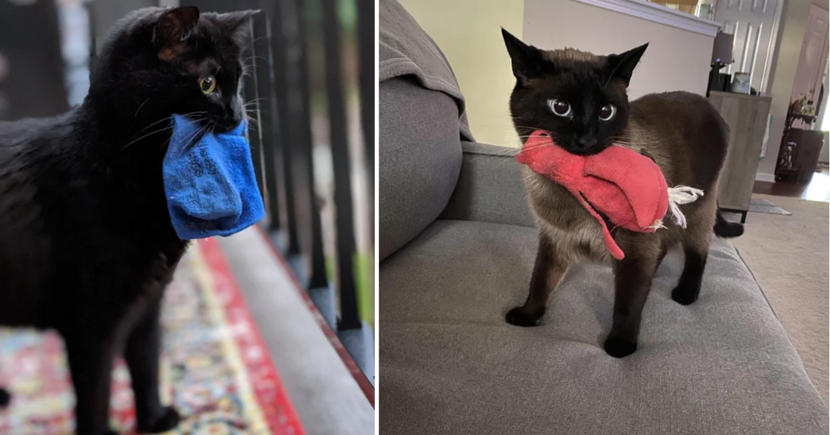 A Copious Amount Of Cute Cats Presenting Presents For Their Hooman ...