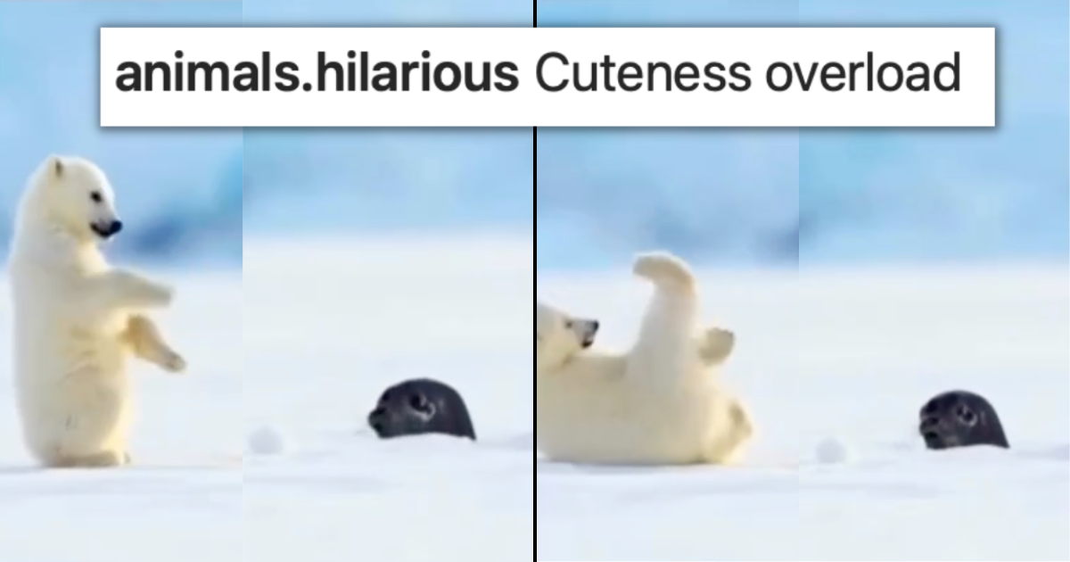 Adorably Wholesome Video Of Polar Bear Cub Getting Surprised By A Seal ...