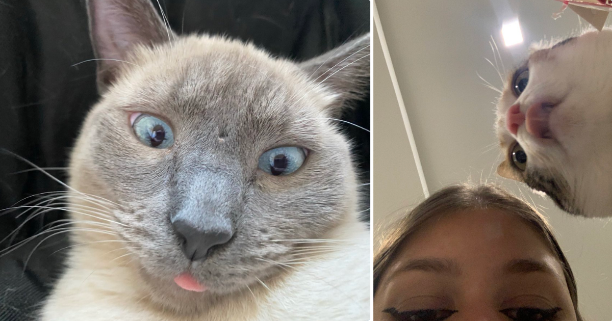 Happy Mlemsday! 30 Twitter Cats Tweet Their Silliest Mlems For Maximum ...