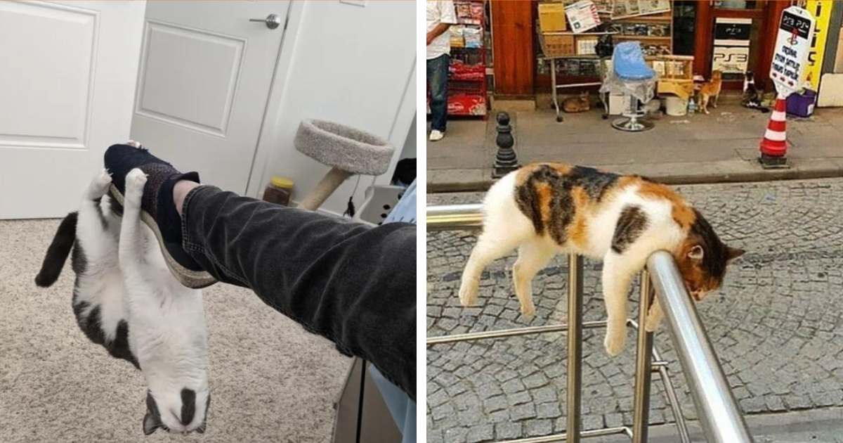 The Spectacular Spider-Cat: No Way Down, Aka, 18 Fantastic Fur Babies ...