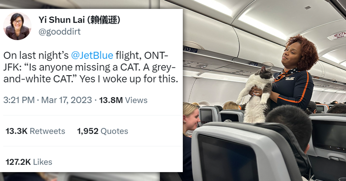 "Is Anyone Missing A Cat": Cat Gets Loose On A Plane, Flight Attendant ...