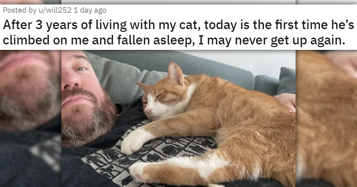 Sweet Story Of A Shy And Aloof Cat Finally Cuddling Up To Its Human ...