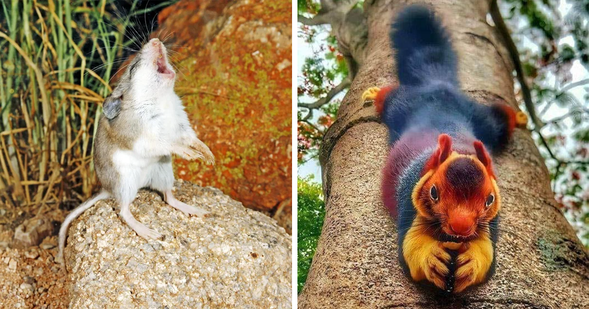 Animal Pictures Worth More Than 1000 Words (20 images) - Animal Comedy ...