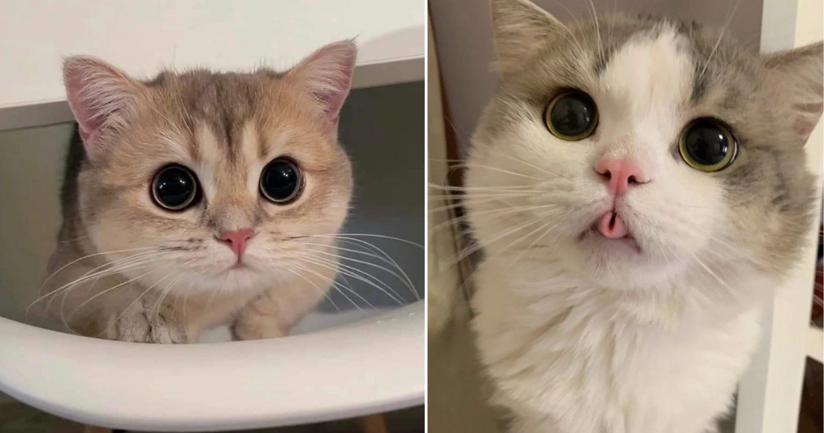 Master Manipulators: 23 Times Cats Gave Us The Ultimate 'Puppy Dog Eyes ...