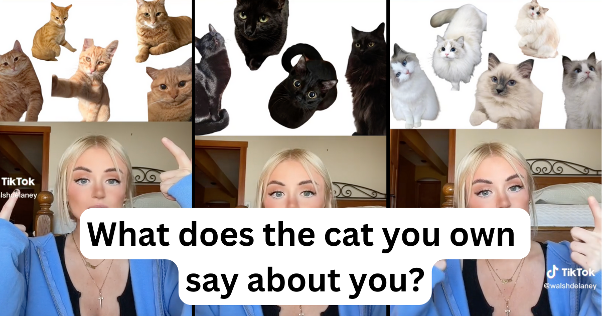 What Does The Cat You Own Say About You? Viral TikToker Explains The ...