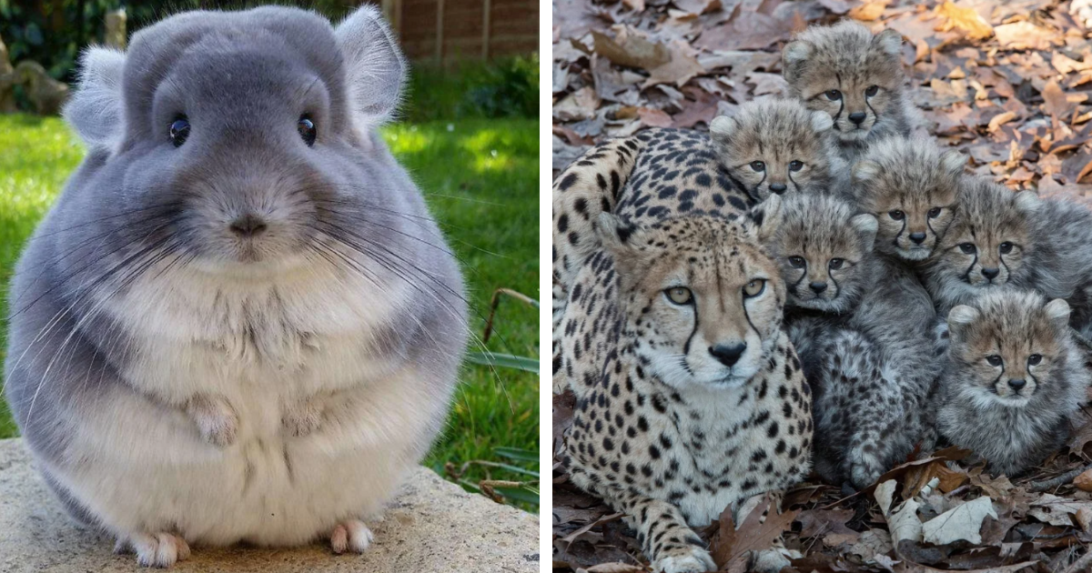 Floof Wars: Return Of The Allergies, Aka, 16 Adorable Fur-Balls Who Are ...