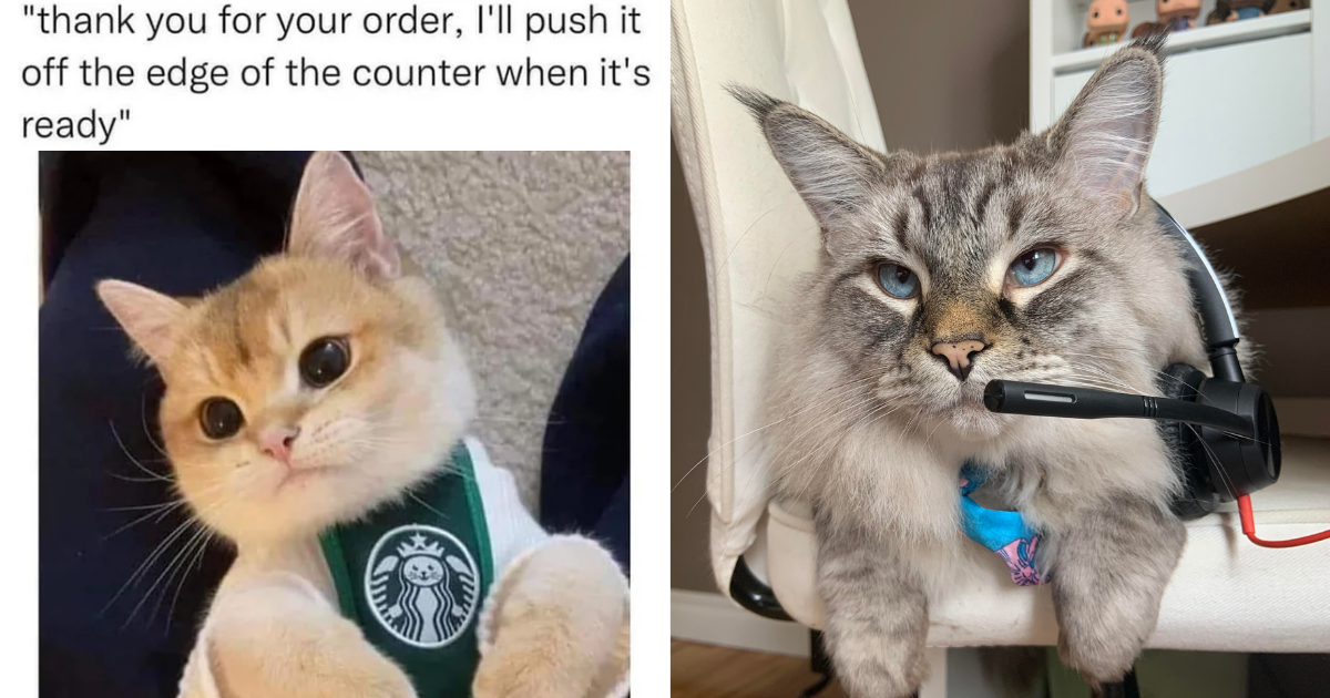 15 Cats Busy At Work To Convince Your Boss To Adopt An Office Cat - I ...