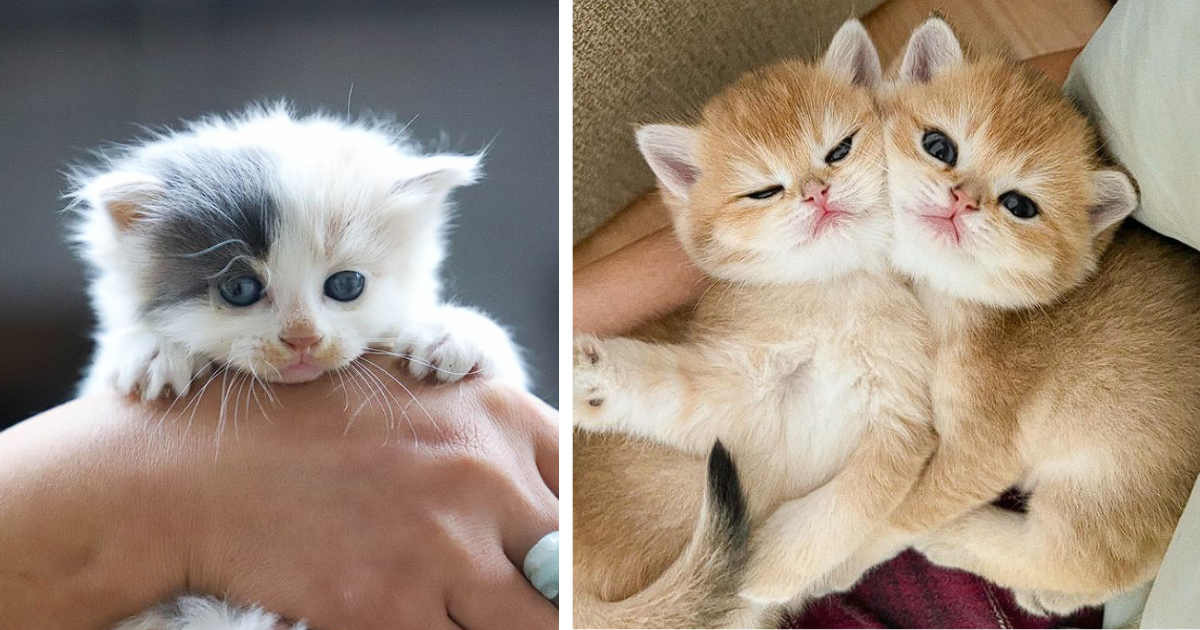 Paws-itively Adorable: 20 Aww-Inducing Photos Of Cats And Kittens - I ...