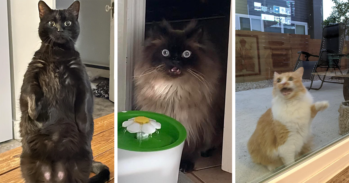 20 Photos Of Cats Getting Mildly Yet Hilariously Startled By Literally ...