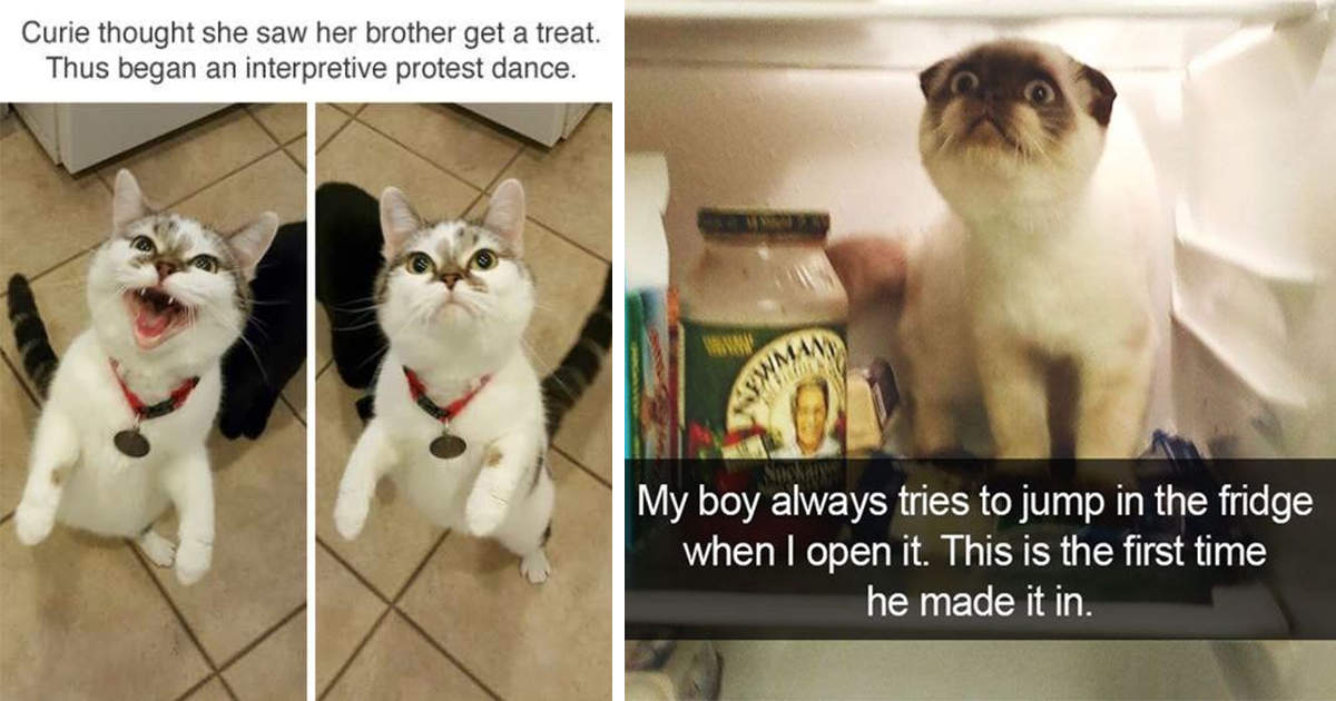 A Smol Dump Of Silly And Uplifting Cat Memes To Distract You From The ...