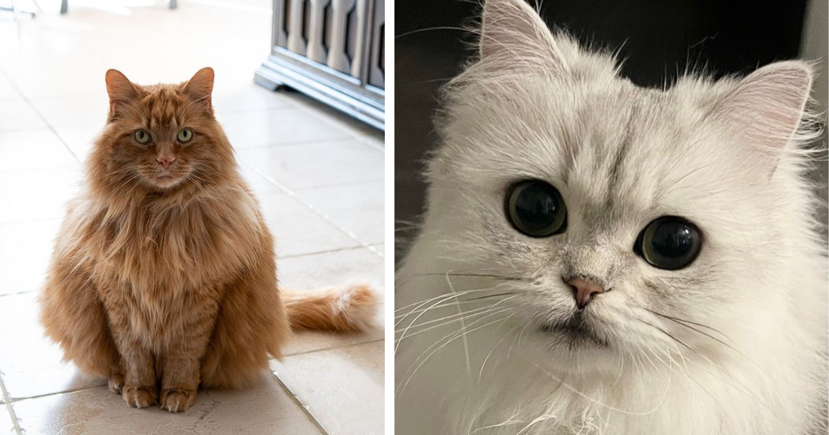 Fluffy And Proud: Fluff Up Your Day With 20 Pictures Of Fuzzy Feline ...