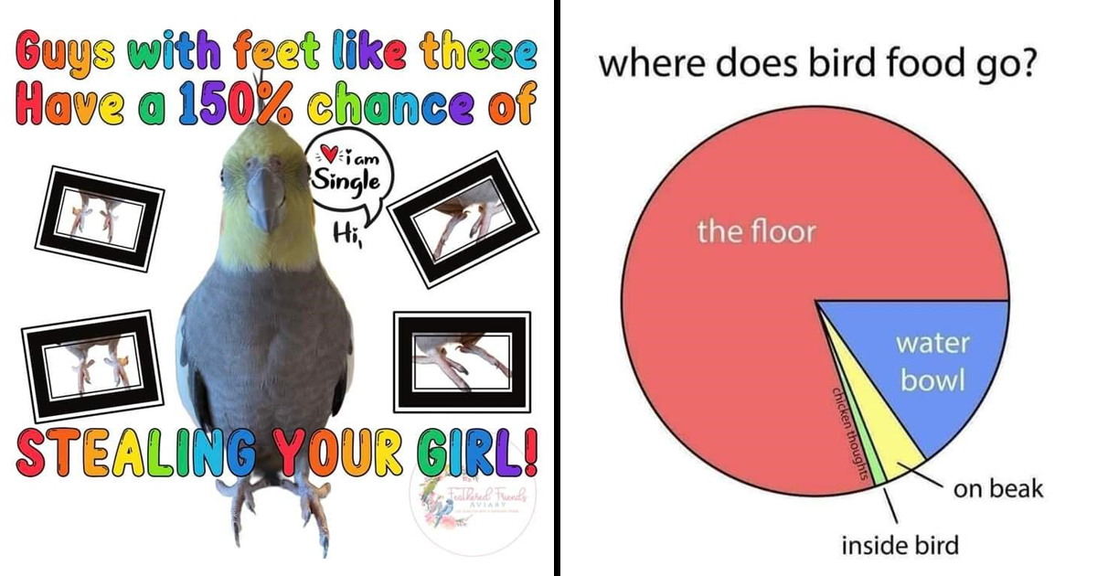 Memebase - cute-bird-memes - All Your Memes In Our Base - Funny Memes ...