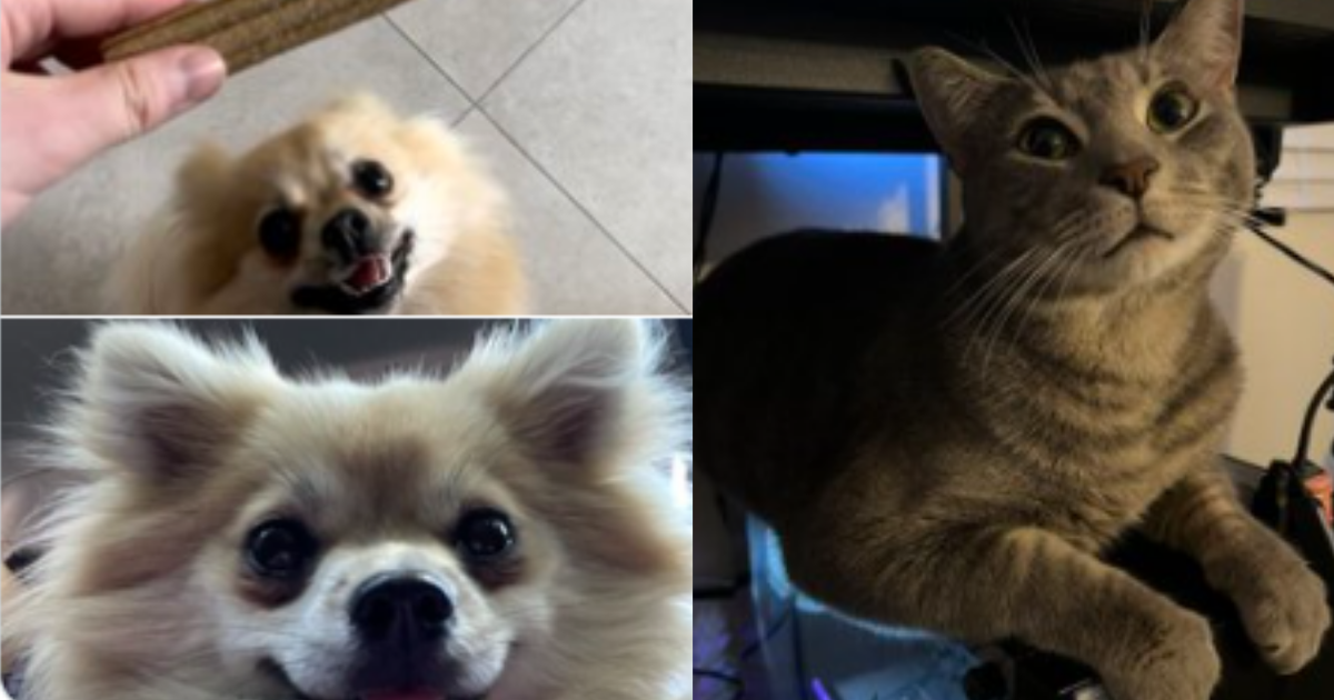 Phenomenal Pets: A Thread Featuring An Awesome Combination Of Dashing ...