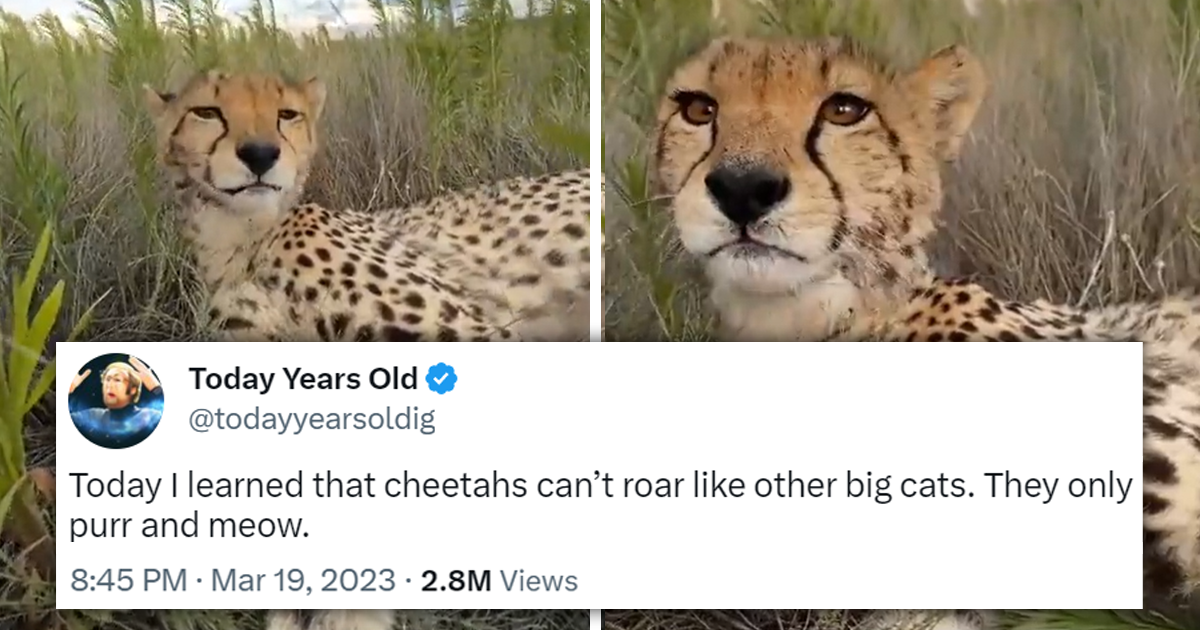 Twitter Learns That Cheetahs Don't Roar, They Actually Meow, And The ...