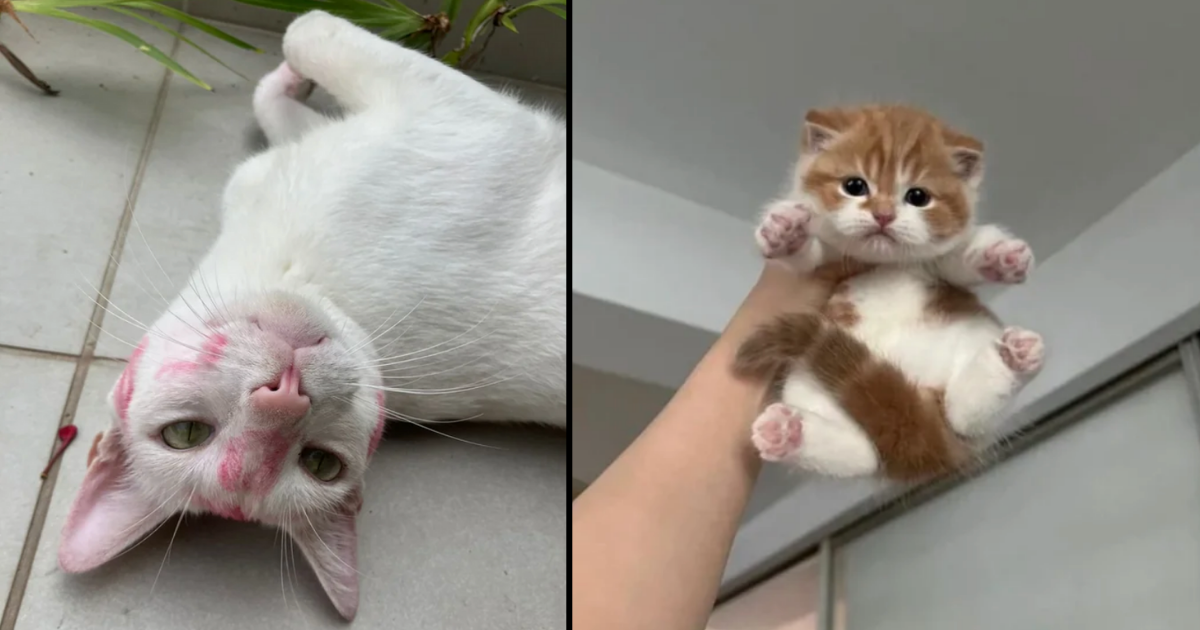 March Wrap Up: 31 Of The Cutest Cat Pics We Found On The Internet This ...
