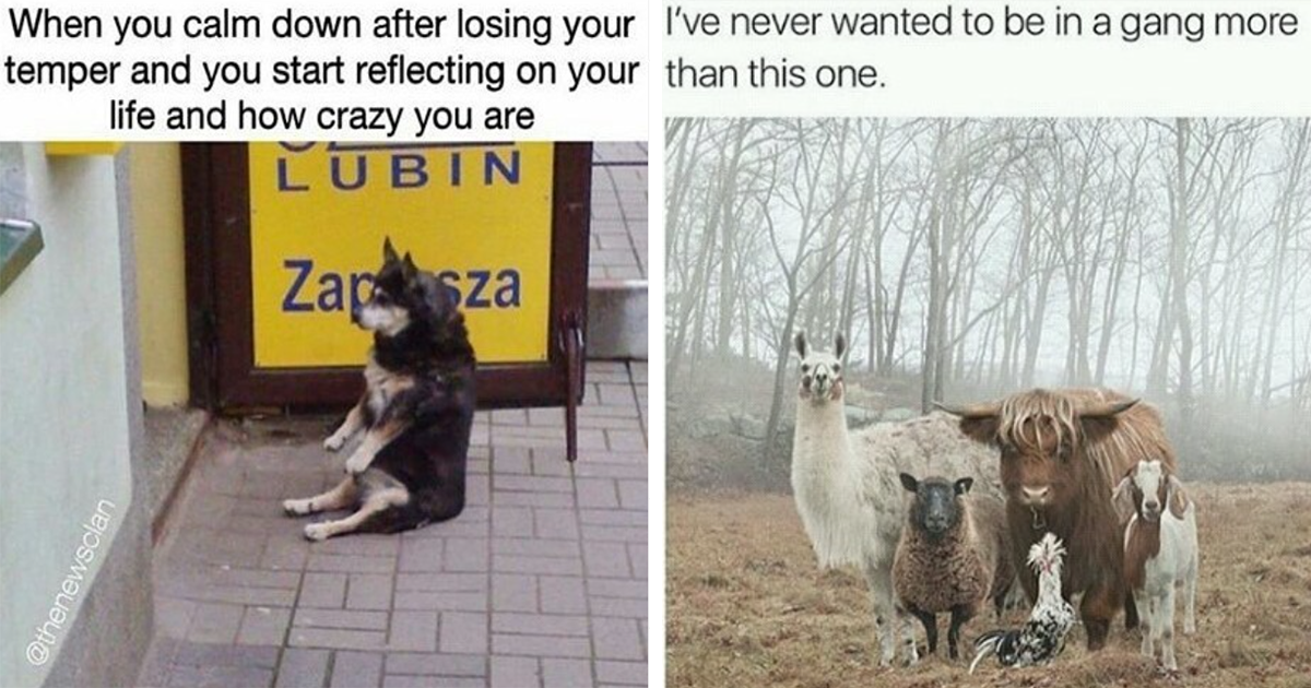 Rise And Shine With Fresh Animal Memes (March 26, 2023) - Animal Comedy ...