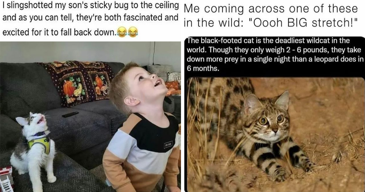 Rise And Shine On Sunday Morning With Fresh And Funny Cat Memes - I Can ...