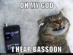 Hilarious Musical Animals - I Can Has Cheezburger?