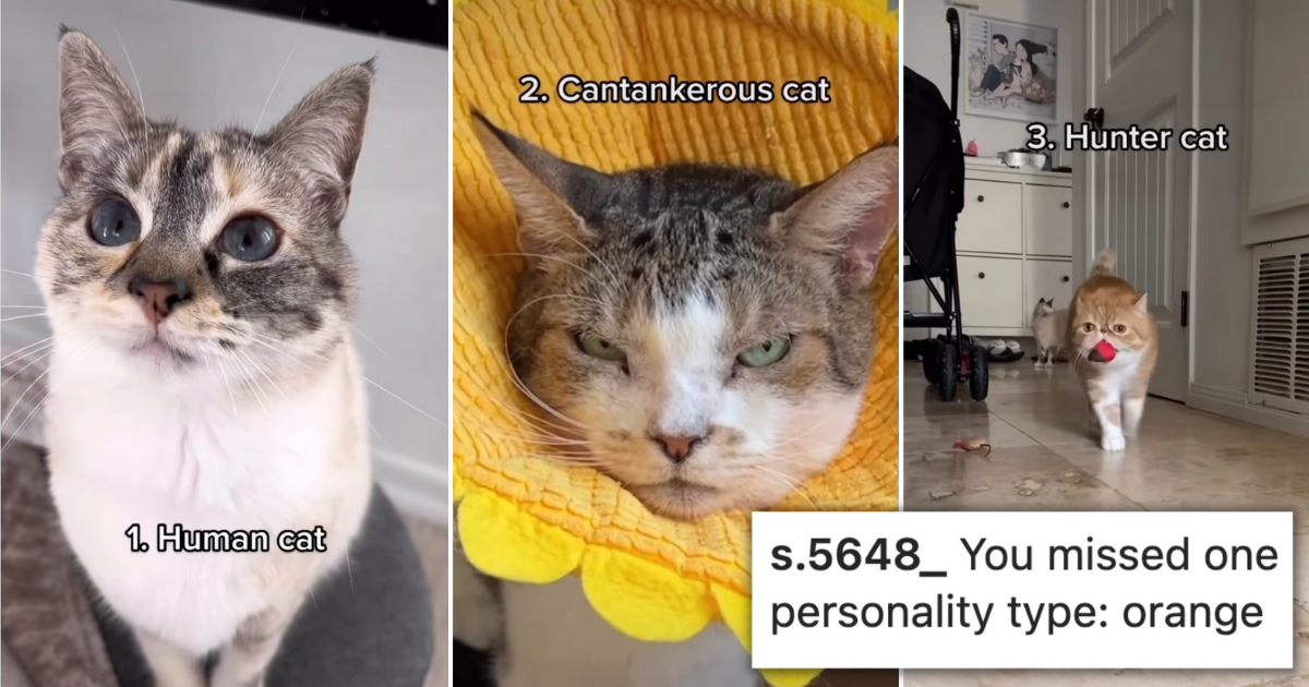 The 5 Different Types Of Cats: Cat Lady With Funny Felines Explains The ...