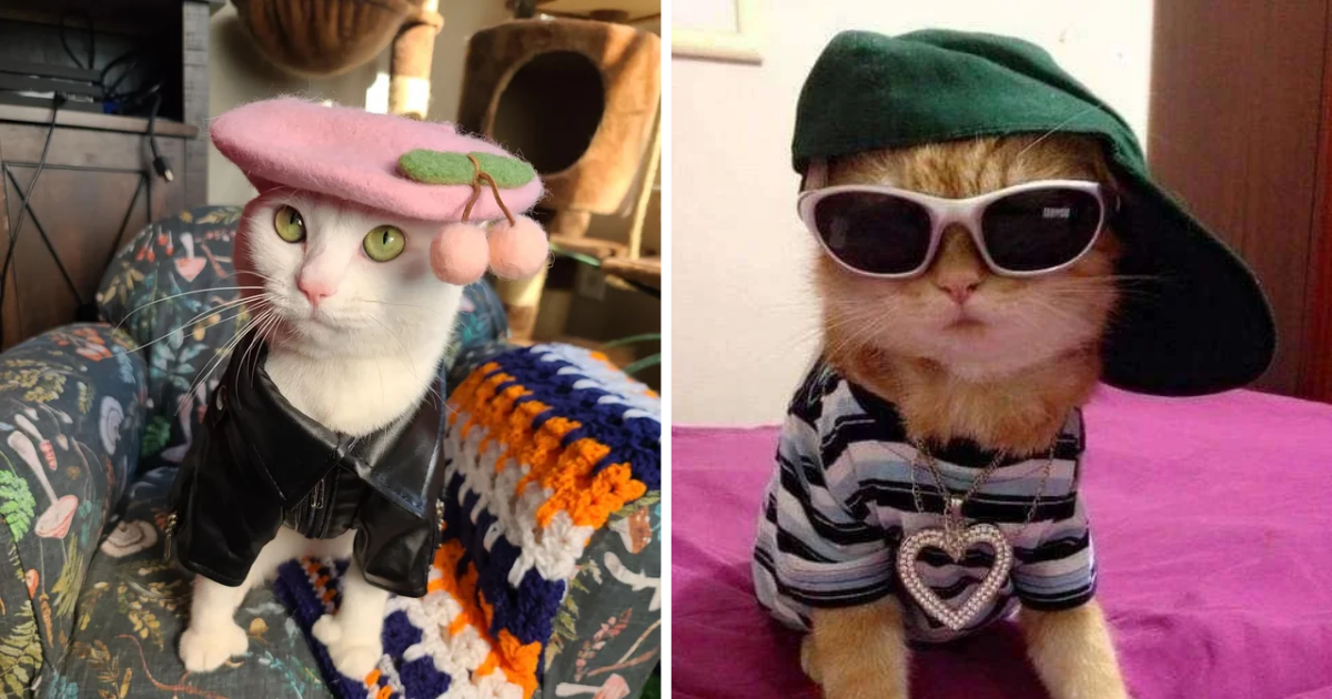 Purrfect Fit - 15 Pictures Of Feline Fashionistas That Know How To ...