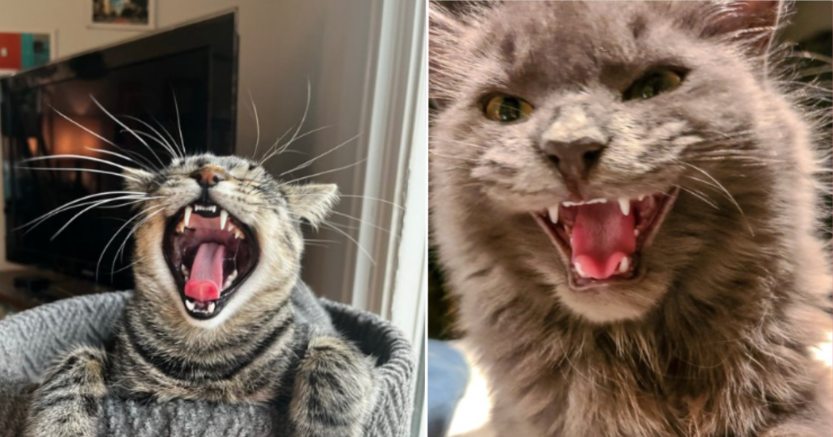 Fangs Out: A Terrific Thread Of Animals Bearing Their Teeth Menacingly ...