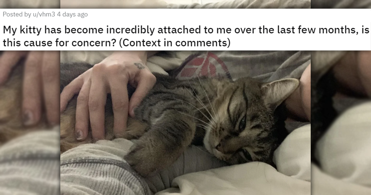 Viral Thread: Cat Who Disappeared For 6 Days Comes Back And Turns ...