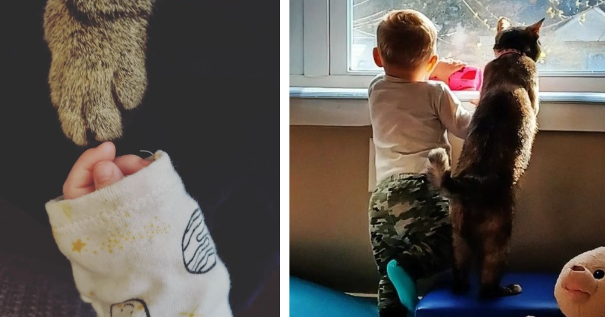 Purr-fect Babysitters: 20 Pictures Of Cats And Babies Being BFFs - I ...