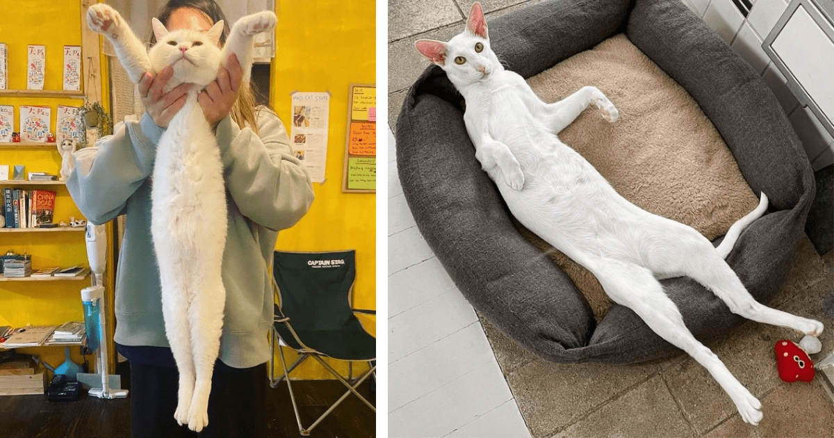 Paws For A Stretch: 21 Cat-astrophically Long Felines That Are Loooong ...