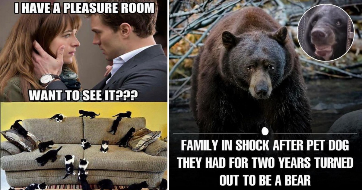 28 Absurd Animal Memes That 100% Pass The Vibe Check Today (March 29, 2023) - Animal Comedy ...