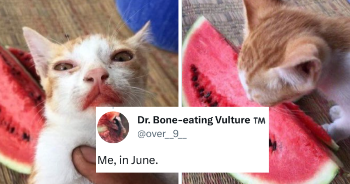 Twitter Reacts To Hilarious Picture Of Local Cat Who Got Way Too ...