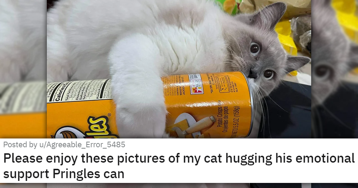 Viral Thread: 16 Cute Cats And Their Adorably Funny Emotional Support ...