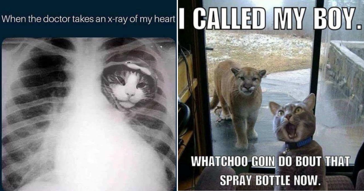 30+ Hilarious Cat Memes To Help You Laugh Through The Pain Of Finishing ...