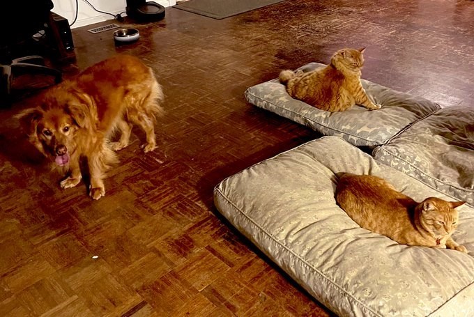 15 times dogs had to watch cats winning in all things - do cats rule ...