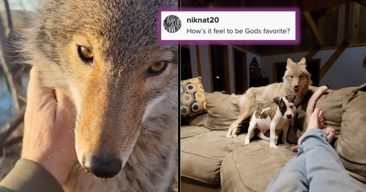 Man Befriends a Wild Coyote, Regularly Booping the Forbidden Snoot and ...