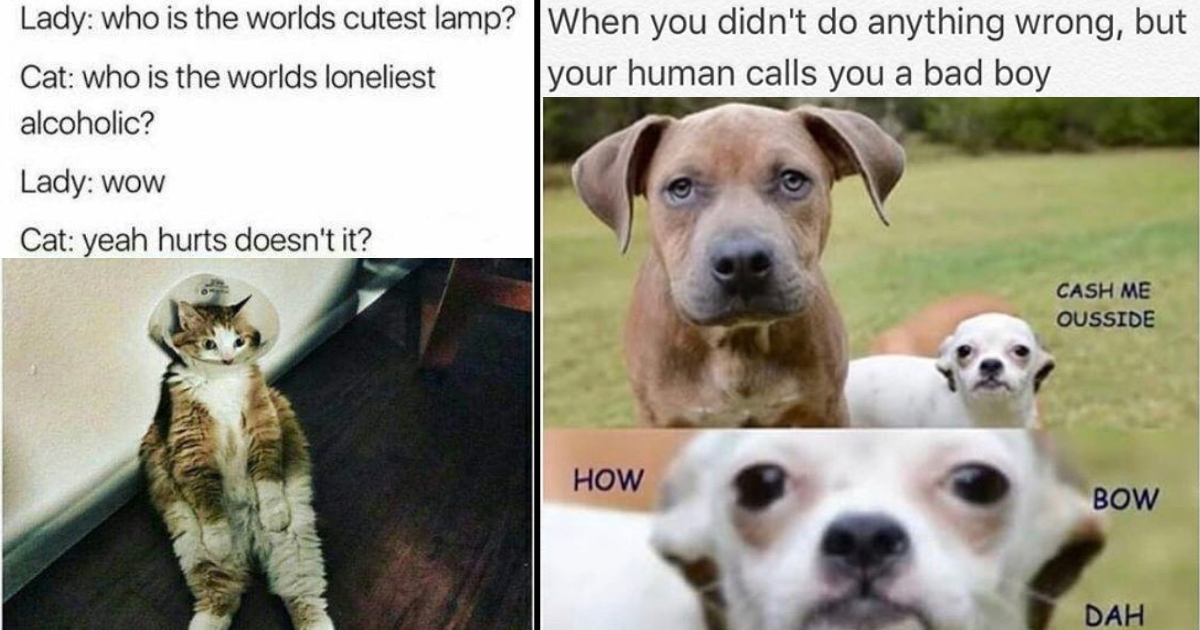 30+ Funny Animal Memes To Stay Pawsitive For The Week Ahead (April 3 ...