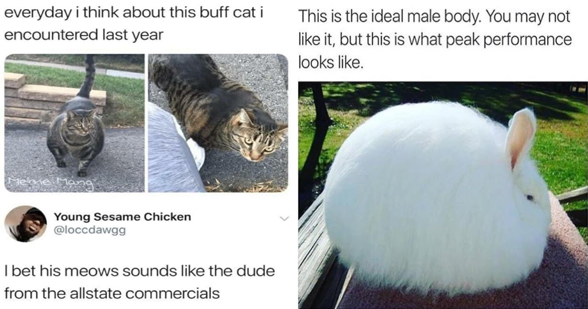 Wake Up And Enjoy A Cup Of Coffee With Fresh Animal Memes (April 5 ...