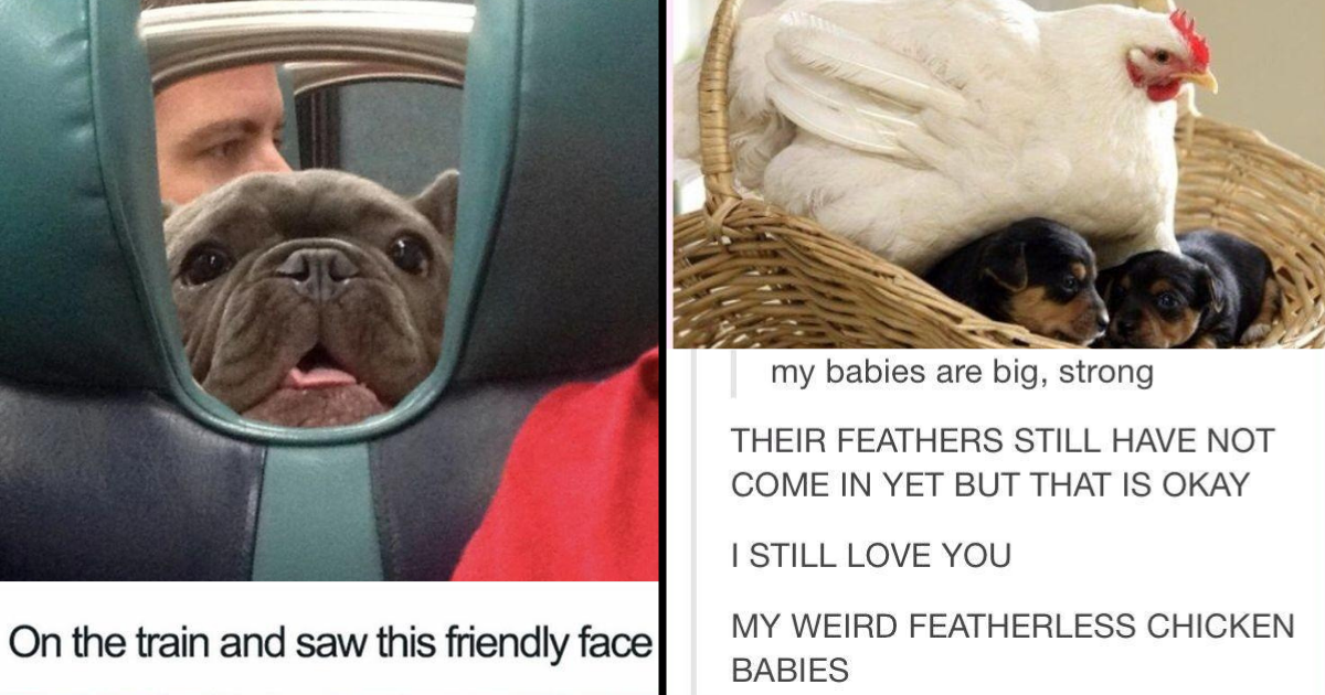 27 Wholesome Animal Pics And Memes To Start The Weekend With A ...
