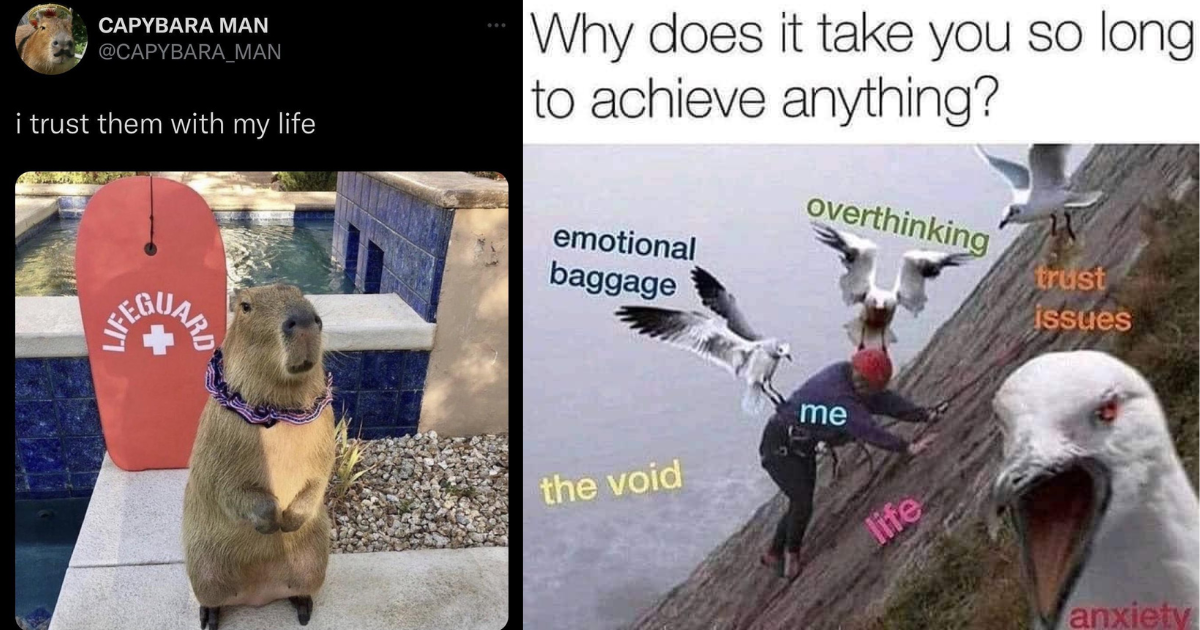 30+ Fabulously Funny and Feathered Animal Memes For a Side-Splitting ...