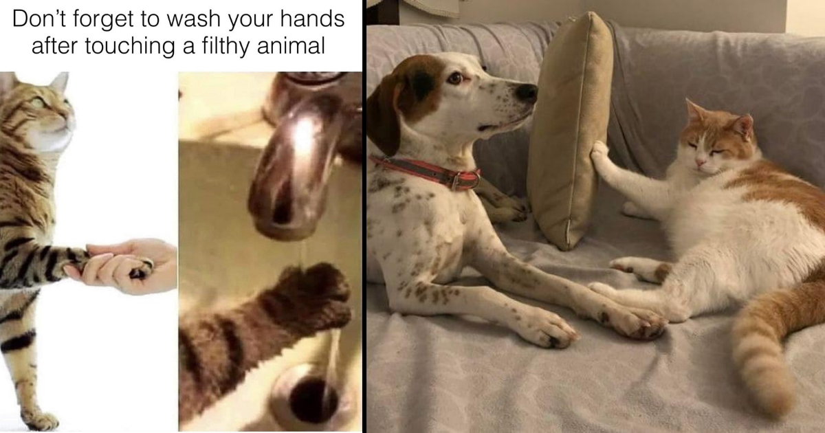 30+ Funny Animal Memes To Help You Giggle Your Way Into A New Week (April 9, 2023) - Animal ...