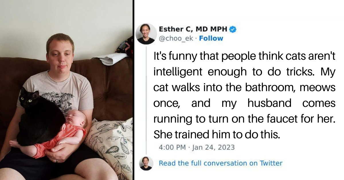 30+ Hilarious Cat Memes To Help You Laugh Through The Pain Of Finishing ...