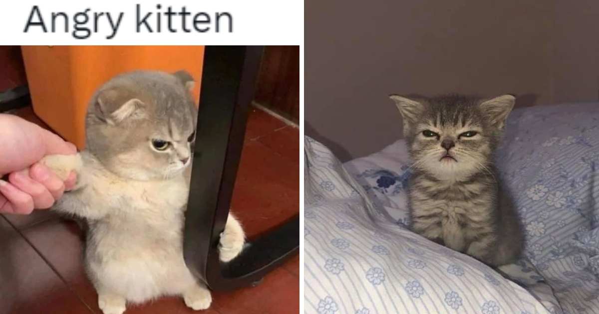 17 Furballs Giving You Angry But Pawdorable Stares To Declare Their ...