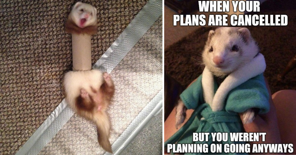 24 Fluffy, Furry, and Fantastic Ferret Memes for Fierce Fans of Our ...