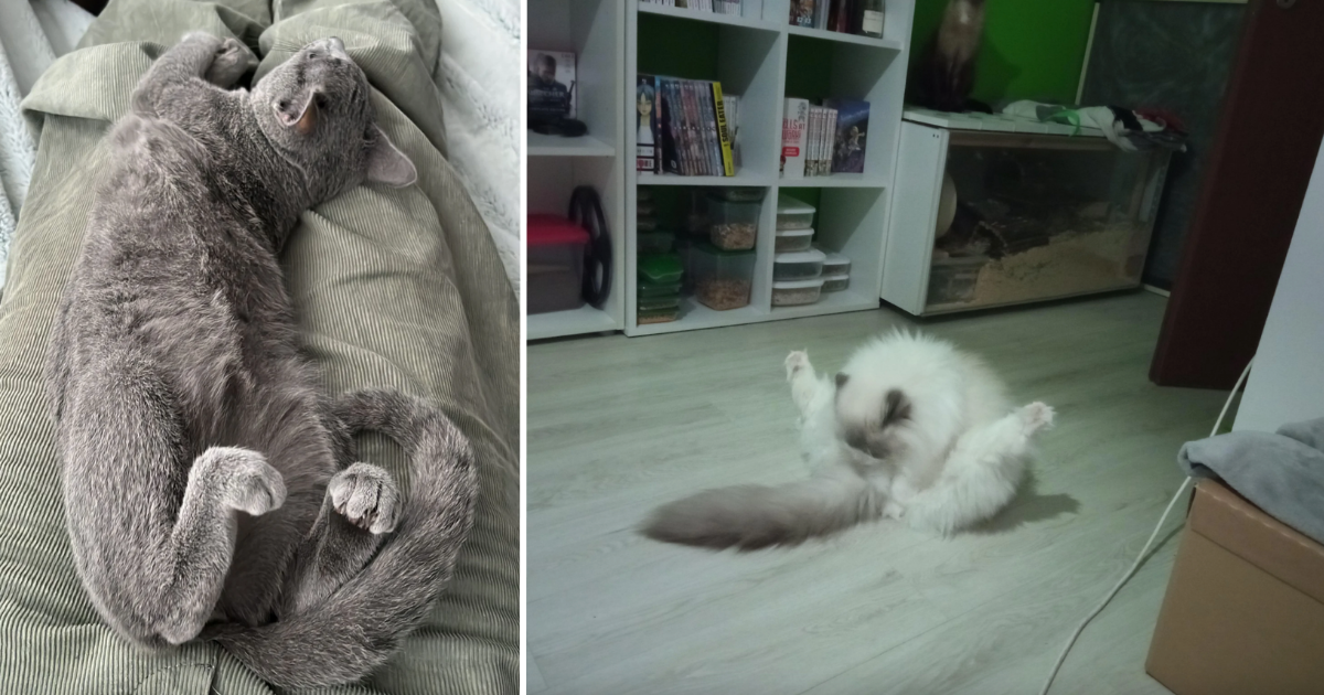 I Can Has Cheezburger? - longcat - Funny Animals Online - Cheezburger