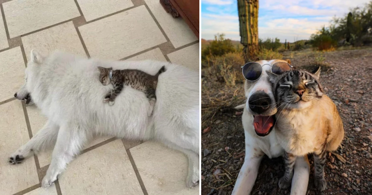 25 Kitties Who Claim to Tolerate Their Doggie Darling, But Are Actually ...