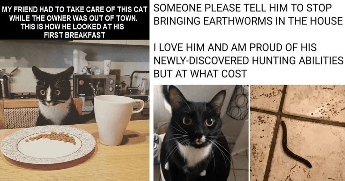 Start Your Caturday In The Most Purrfect Way: 26 Funniest Cat Memes Of The Week (April 15, 2023 ...