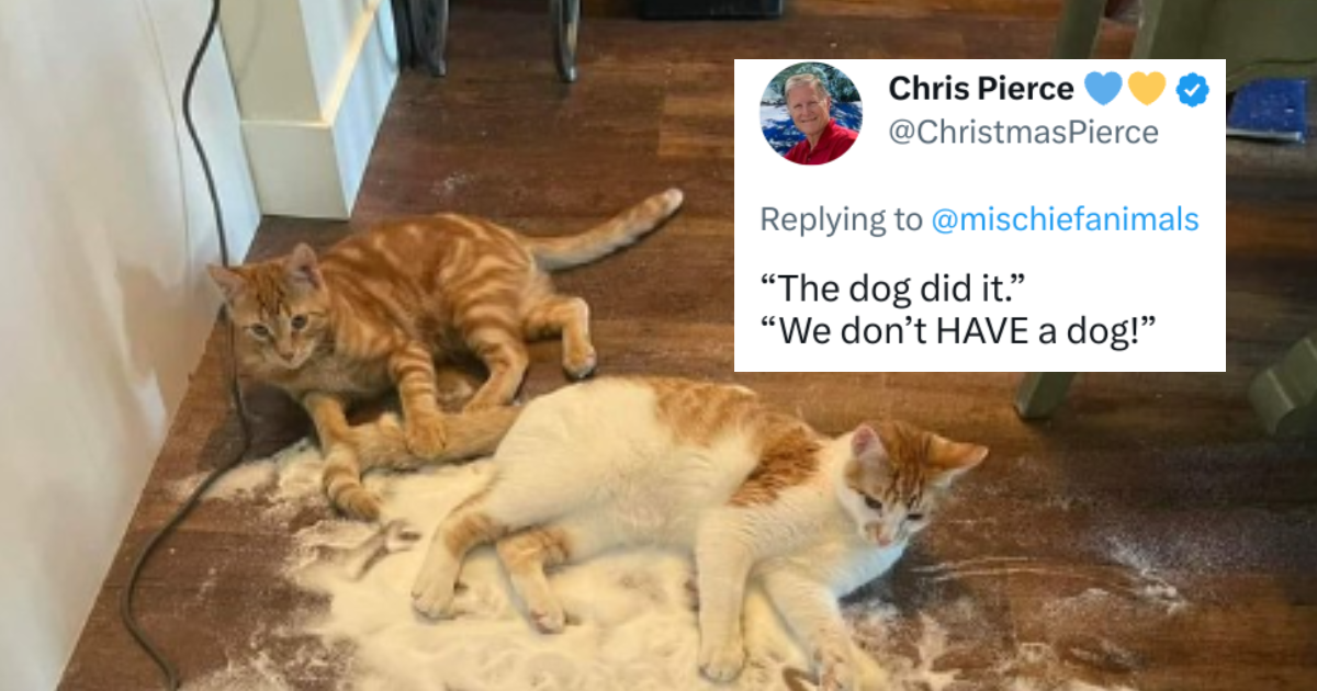 Mischievous Orange Cats Get Their Paws On Baking Ingredients And Make A ...