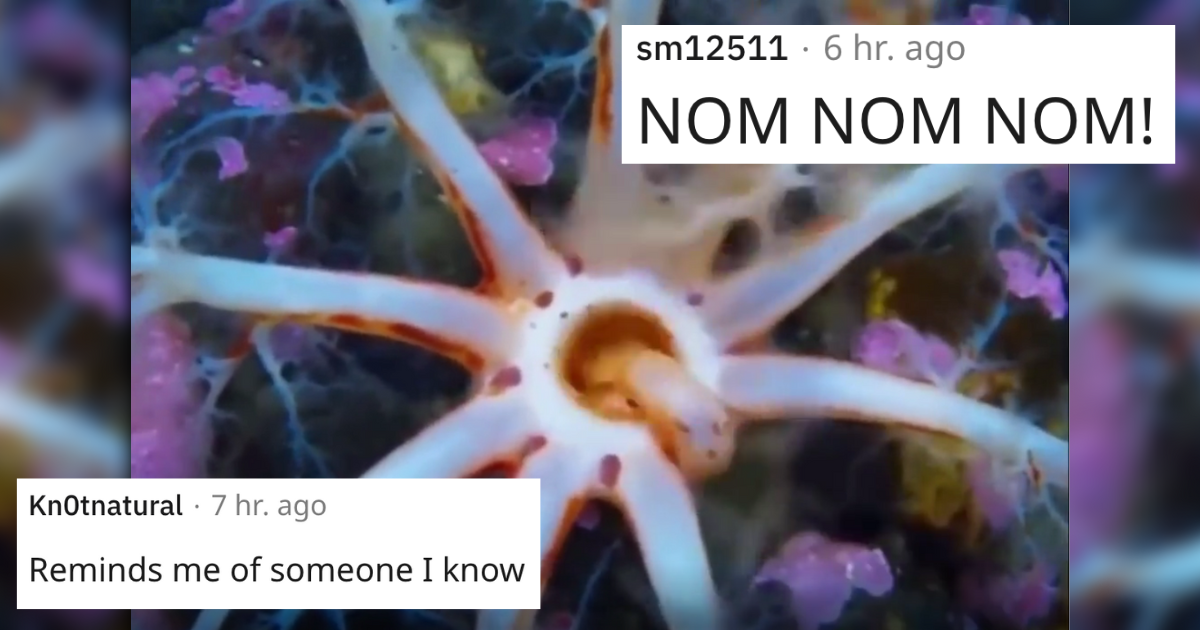 Redditor Posts Terrifying Video of a Sea Cucumber Nomming, Hilarious ...