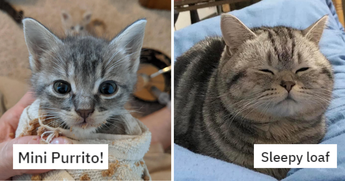 20 Fluffy Master Bakers - Enough Cat Buns, Loaves And Purritos To Open ...