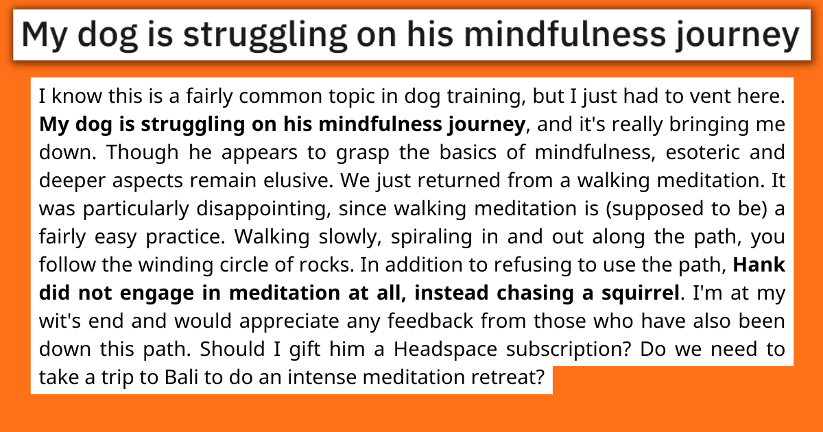 Animal Comedy - mindfulness - Animal Comedy - Animal Comedy, funny ...