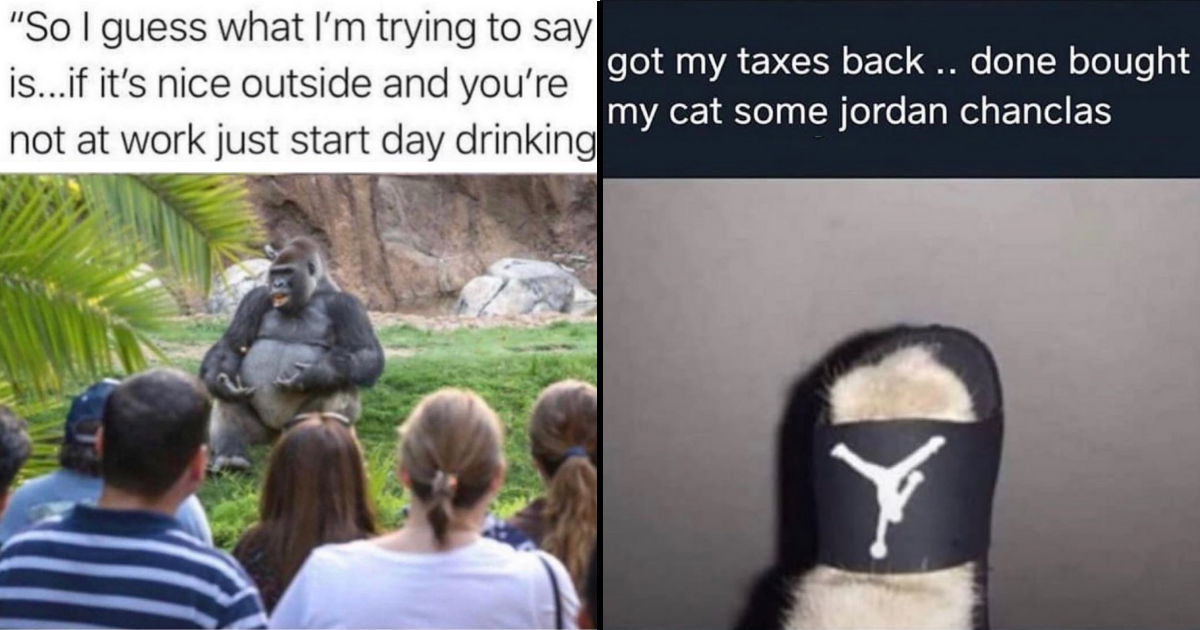 31 Absurd Animal Memes That 100% Pass The Vibe Check This Week (April ...